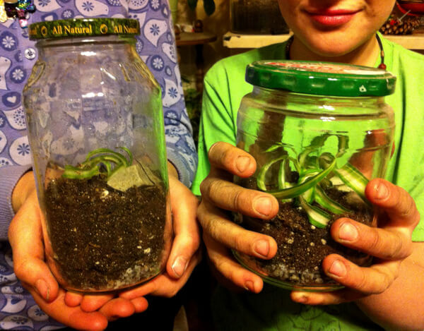 Plant a Seed in a Glass Container So That You Can See the Root System ...